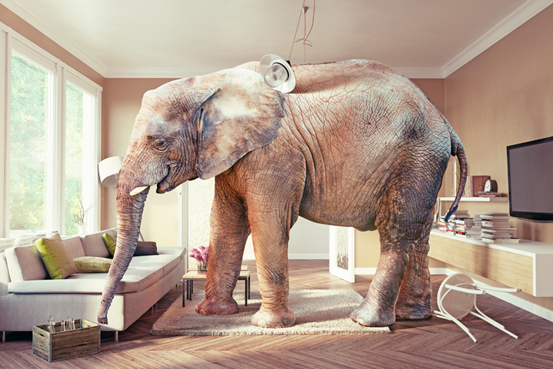 Address The Elephant In The Room... You Need A Bigger Home! – AmeriHome ...