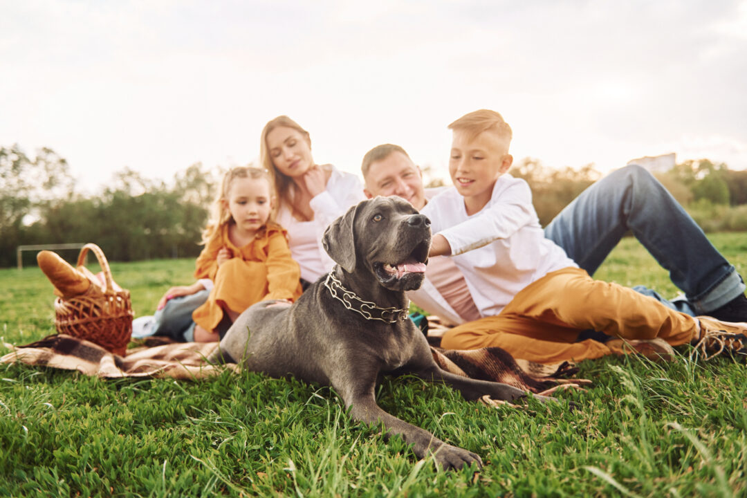 Celebrate National Pet Day With Fun Activities For Your Pets ...